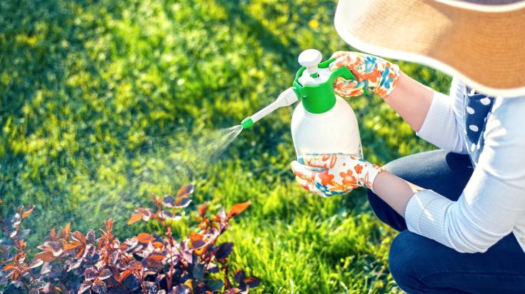 Pucerons, cochenilles, moucherons : 7 insecticides naturels à fabriquer ...