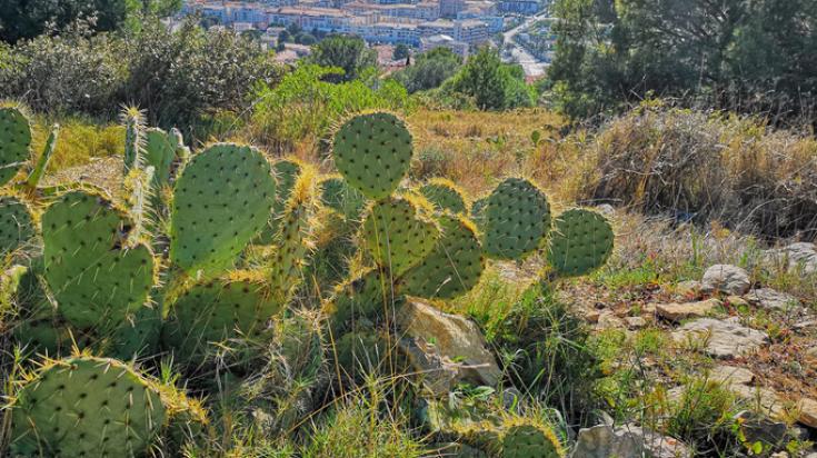 Envie de vivre au vert ? Ces villes de l’Hérault vont vous séduire | L ...
