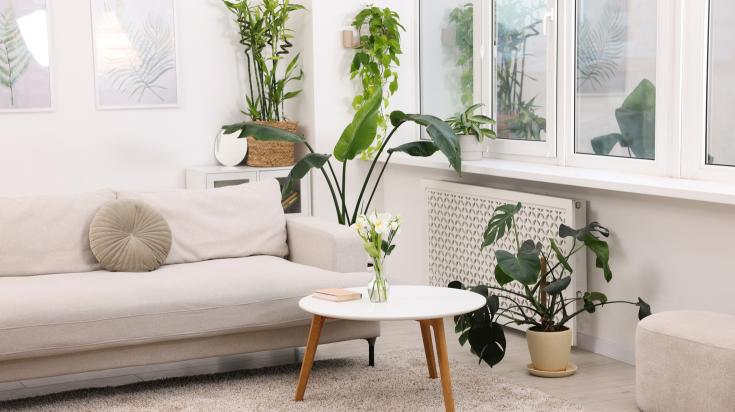 Pachira, Bambou, Orchidée : le guide feng shui des plantes pour chaque ...
